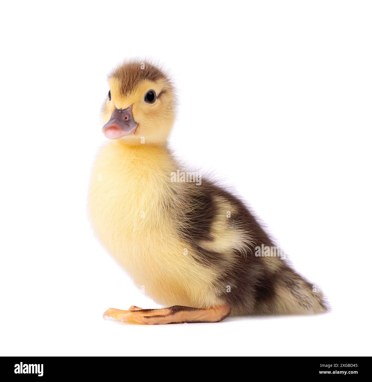 Newborn duckling isolated on white background. Little yellow brown duck ...