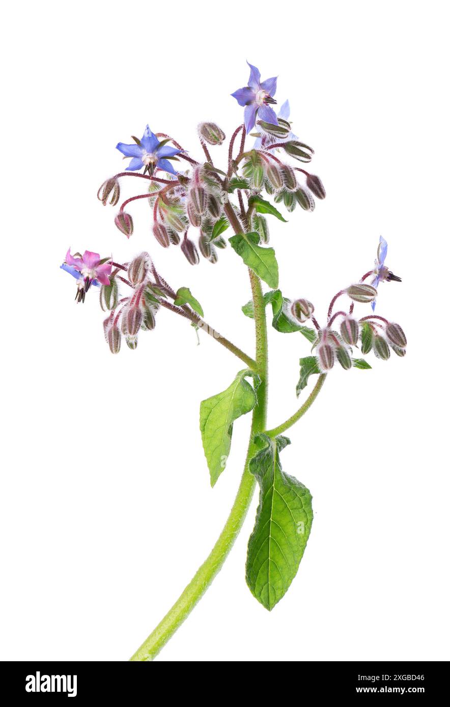 Borage flowers isolated on white background. Borago officinalis bush ...