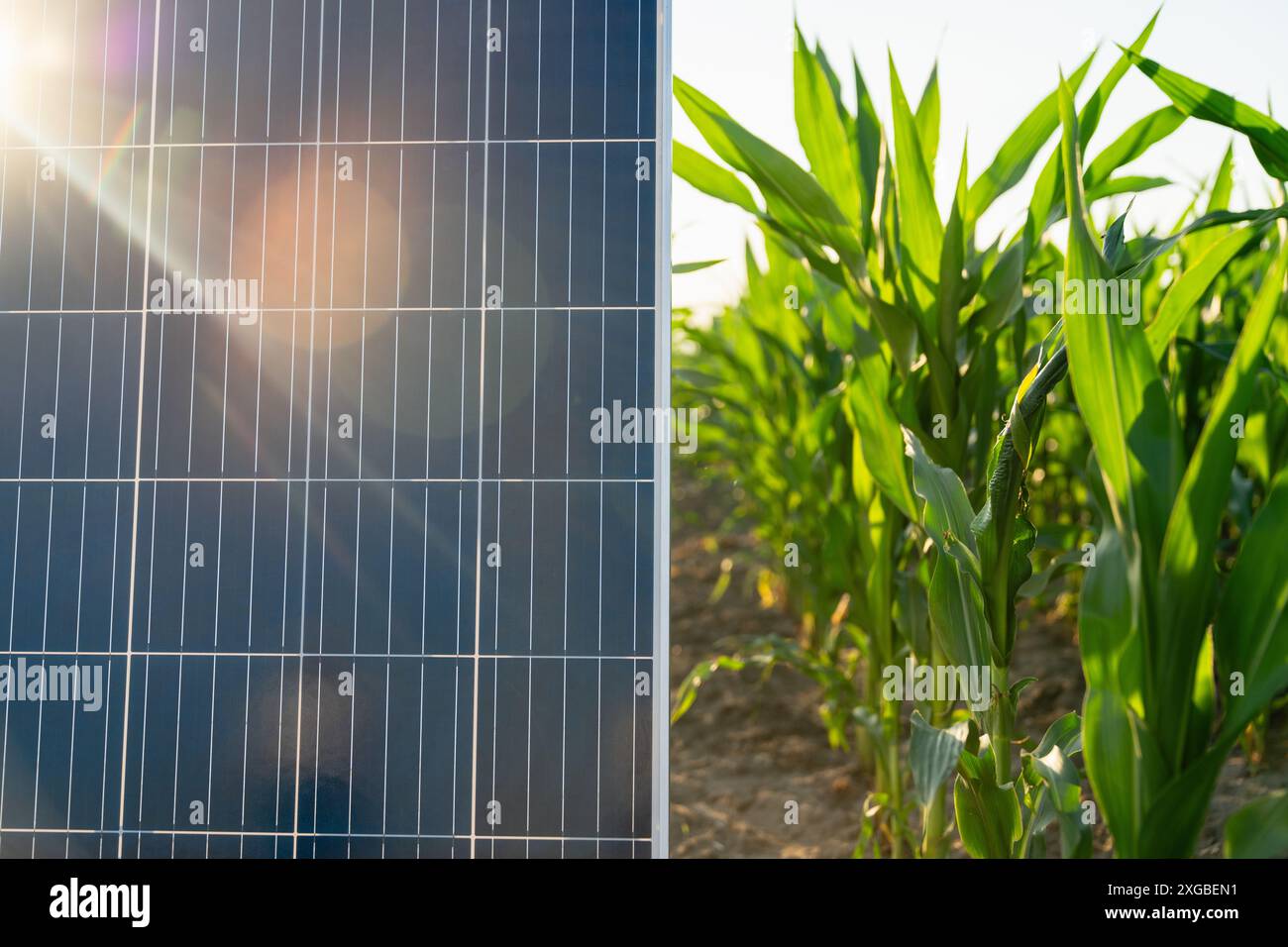 Solar panel and wind turbine on a corn field. Sustainable energy Stock ...