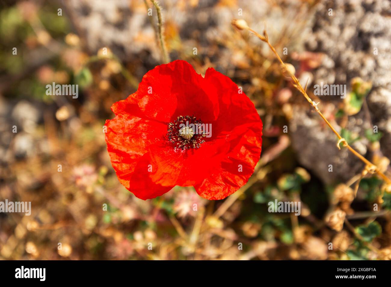 Field poppies on island hi-res stock photography and images - Alamy