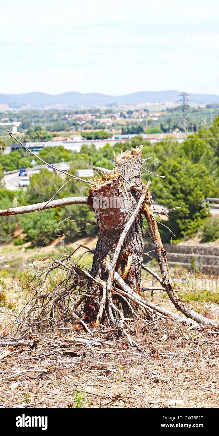 Tree trunk destroyed by construction machinery Stock Photo - Alamy