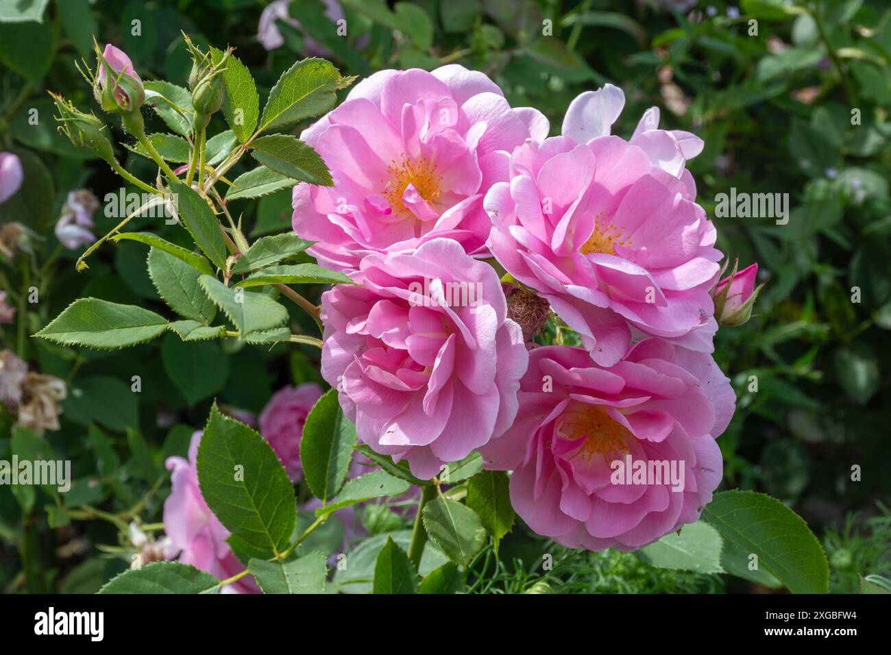 English blooms hi-res stock photography and images - Alamy