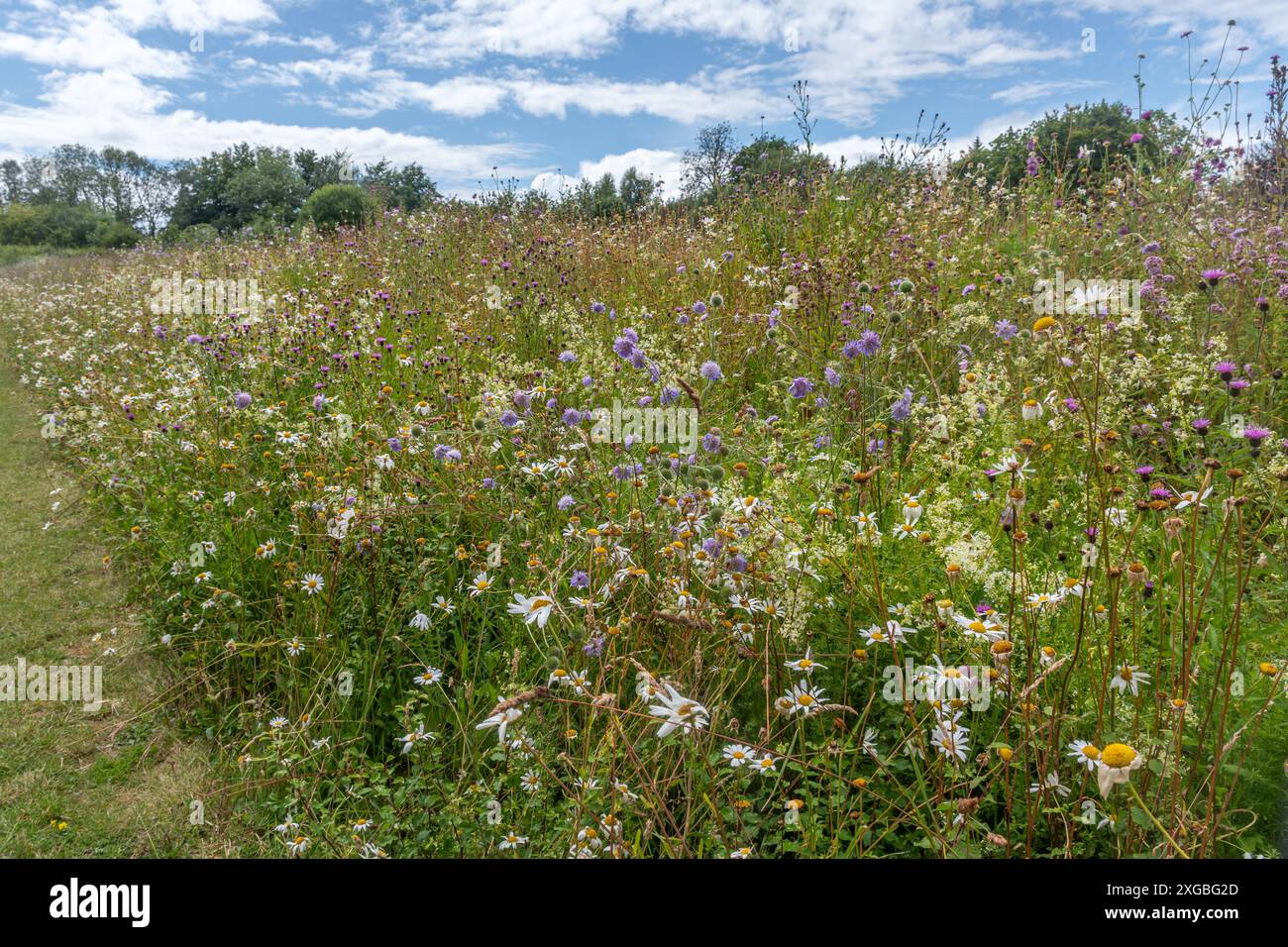 Mass of wildflowers growing on a grassy bank during summer or July in a ...