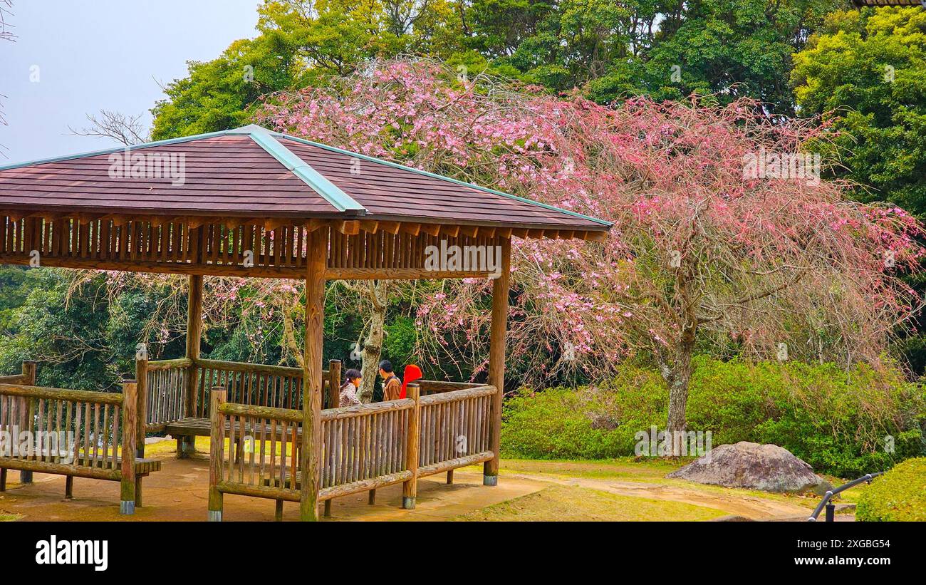 A serene park scene with a wooden gazebo and blooming cherry blossom ...
