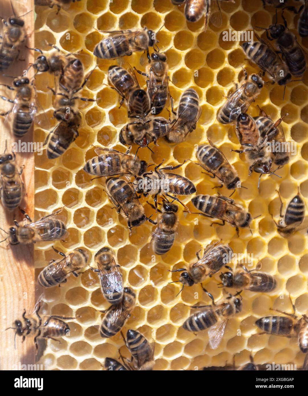 Honeybees (colony of honey bees, Apis mellifera) on honeycomb structure ... Honeybees (colony of honey bees, Apis mellifera) on honeycomb structure ...