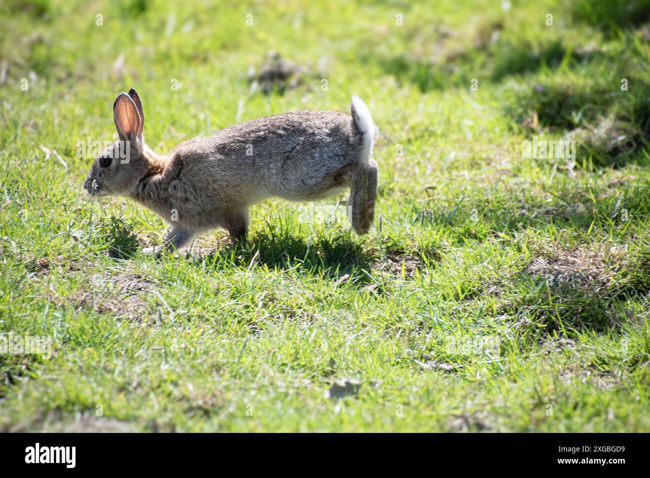 wild rabbit playing in a field in the countryside Stock Photo - Alamy