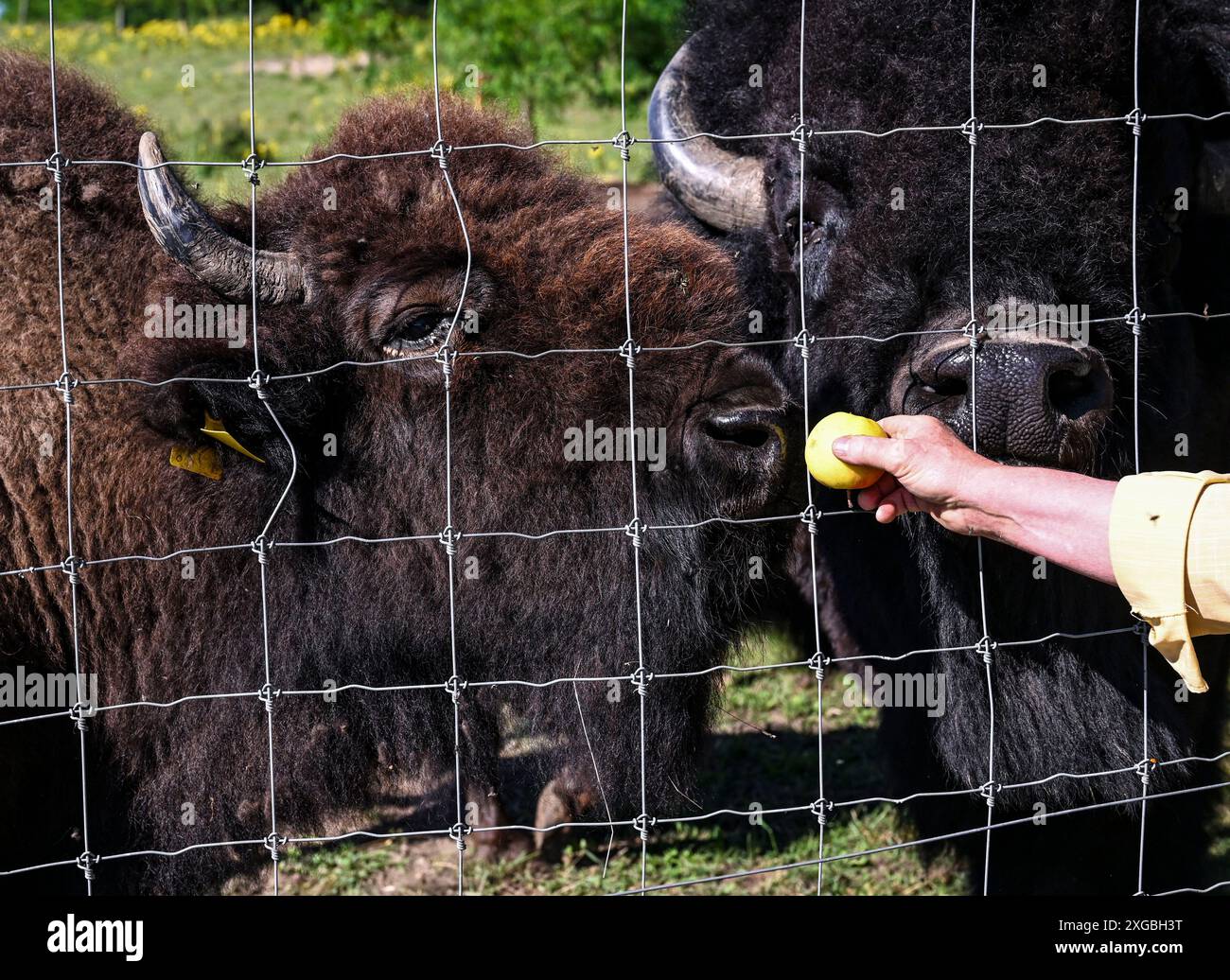 08 July 2024, Brandenburg, Werder/Ot Petzow: At the bison farm, the ...