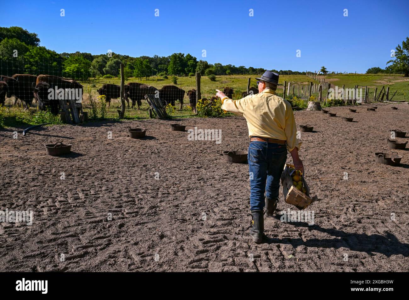 08 July 2024, Brandenburg, Werder/Ot Petzow: At the bison farm, the ...