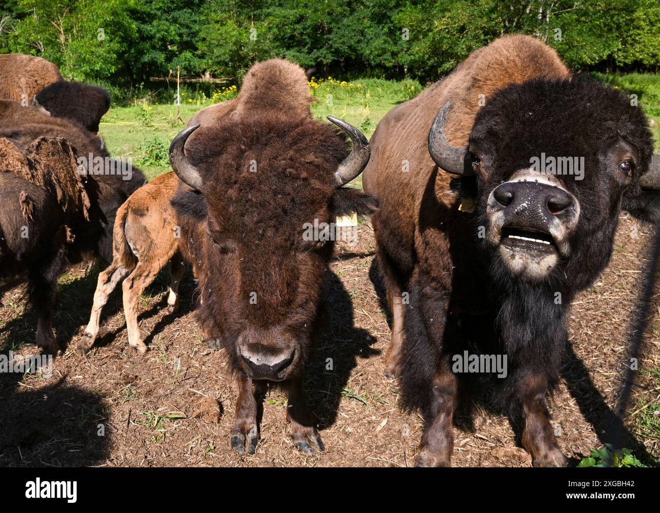 08 July 2024, Brandenburg, Werder/Ot Petzow: At the bison farm, 40 ...
