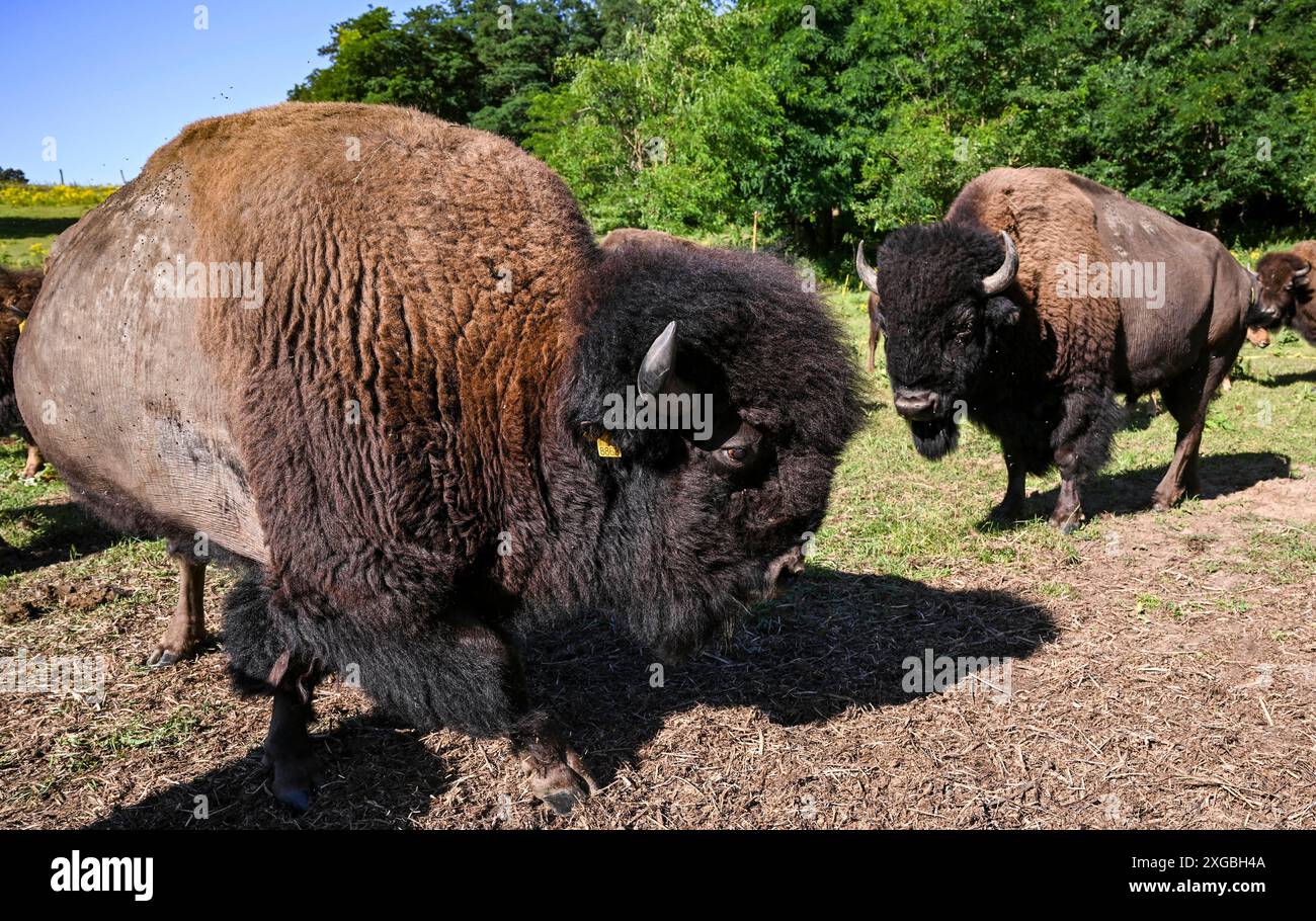 08 July 2024, Brandenburg, Werder/Ot Petzow: At the bison farm, 40 ...
