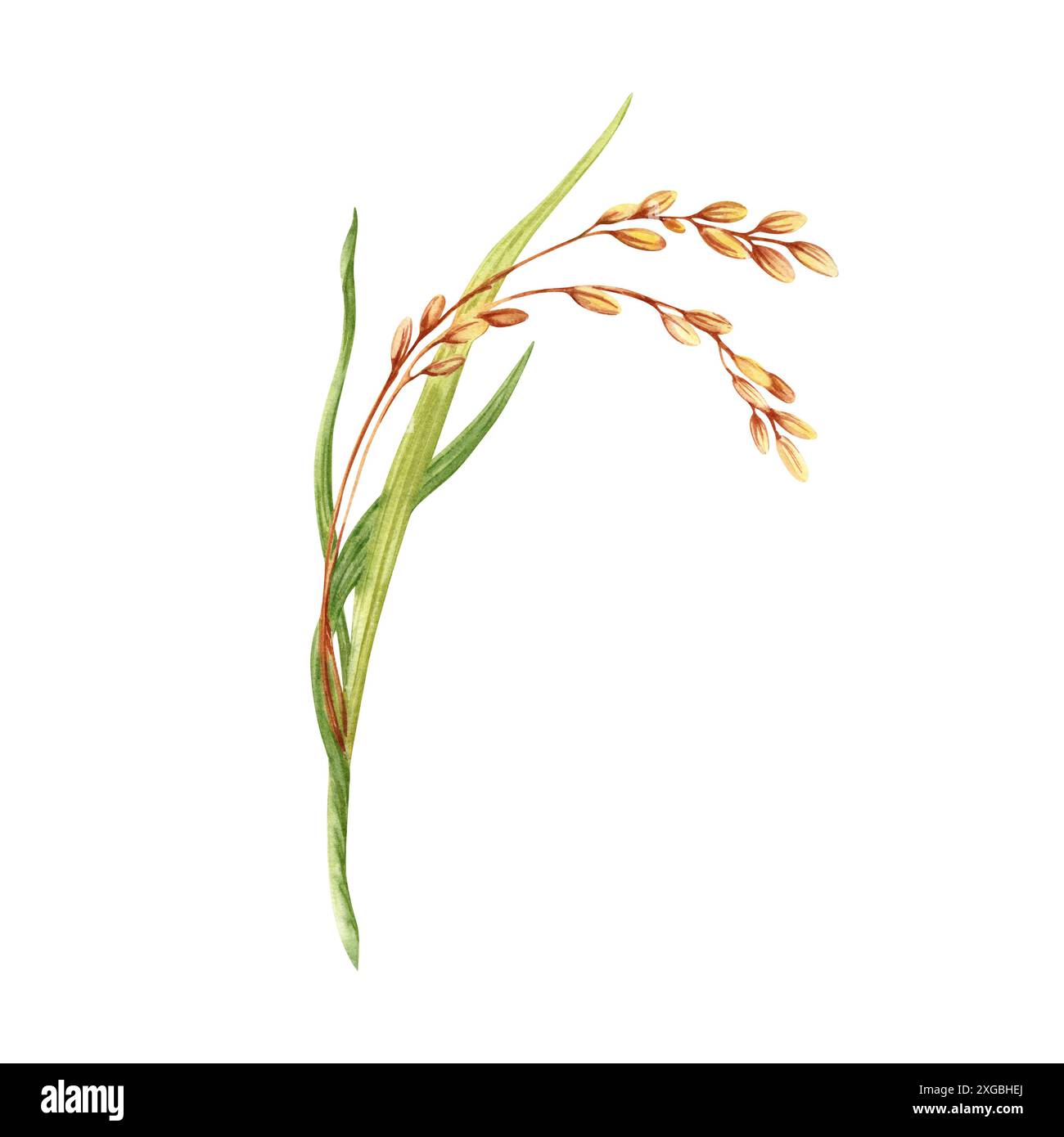 Rice harvesting watercolor illustration. Ripe agricultural plant. Asian ...