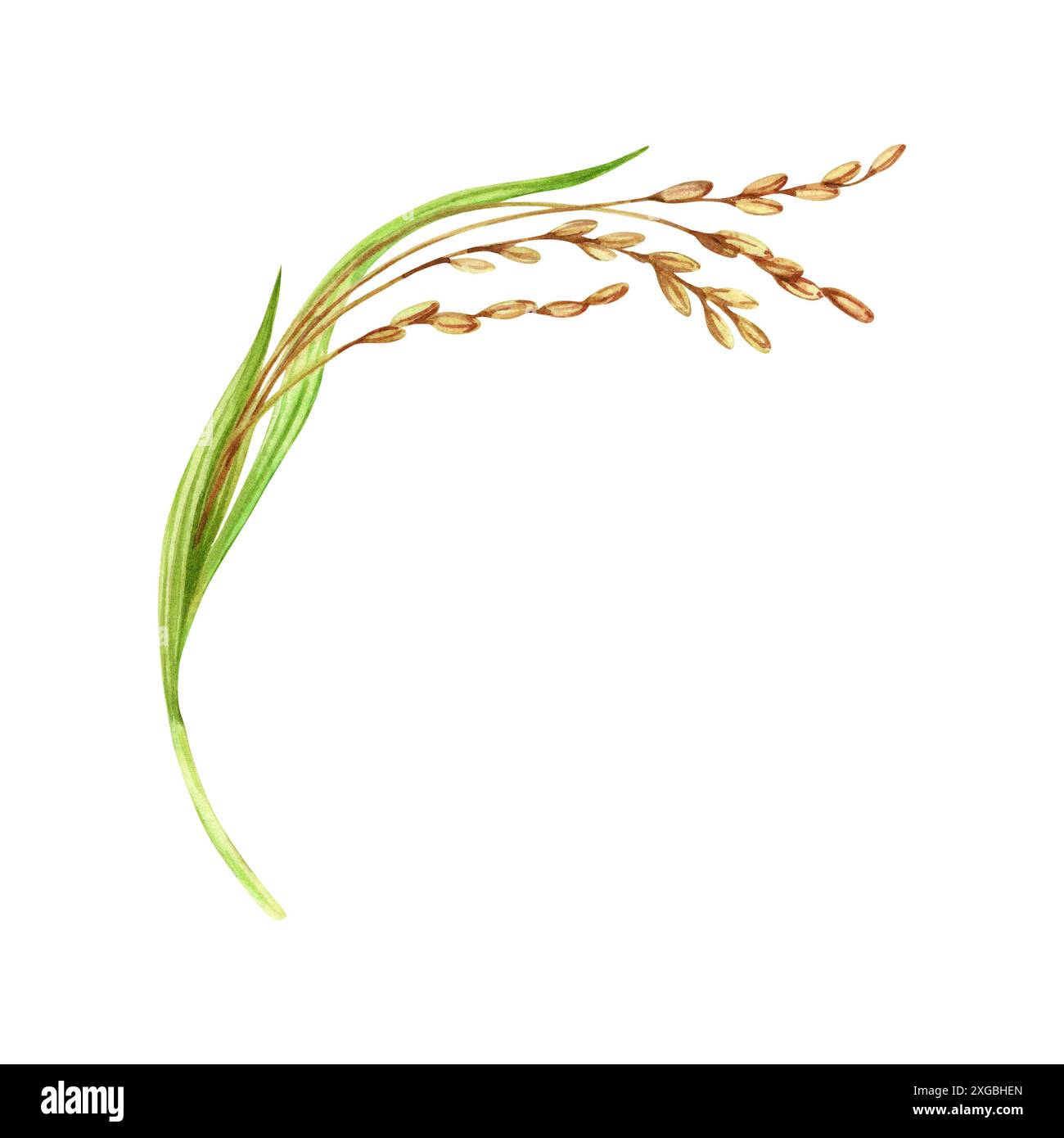 Rice harvesting watercolor illustration. Ripe agricultural plant. Asian ...