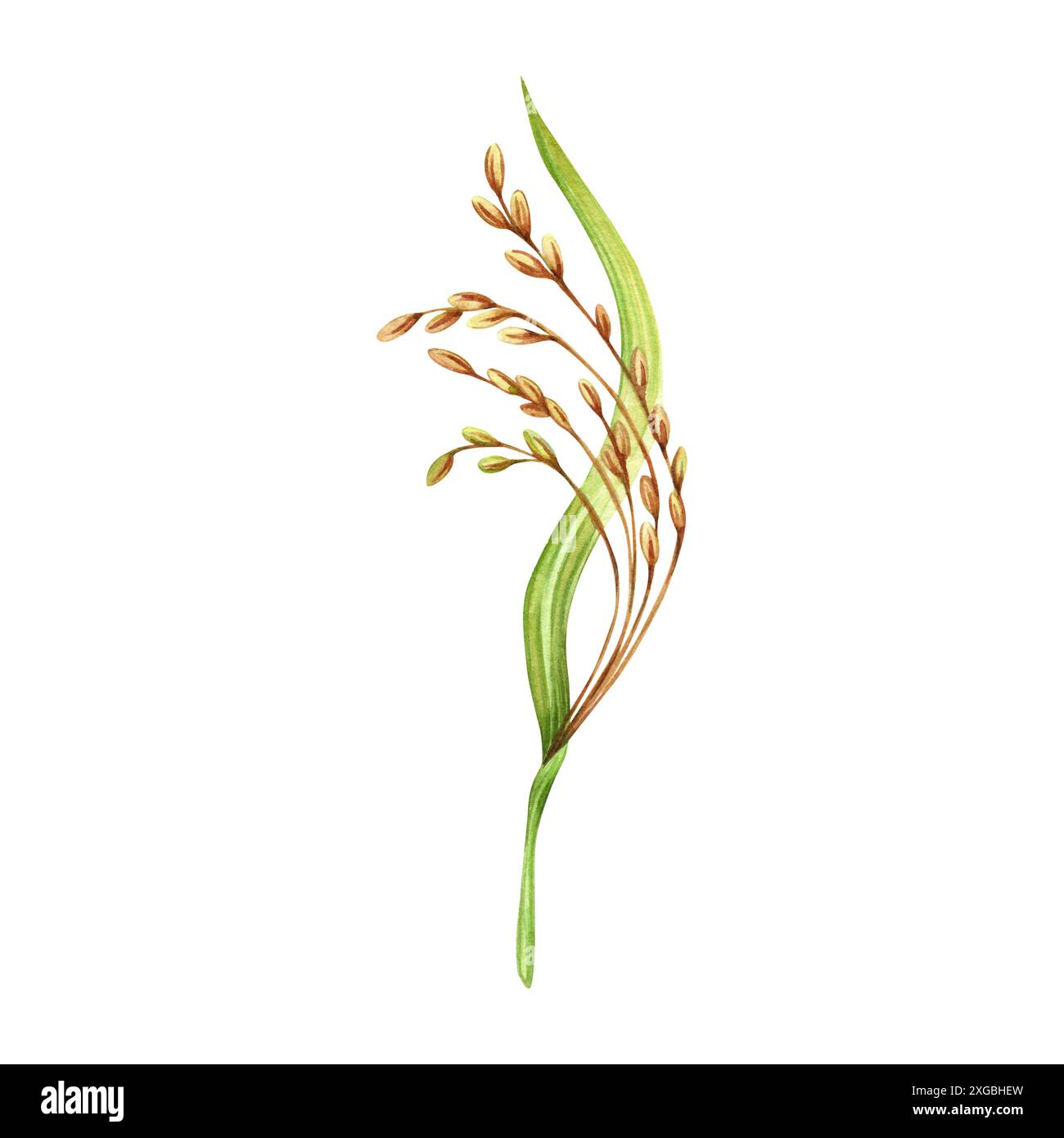 Rice harvesting watercolor illustration. Ripe agricultural plant. Asian ...