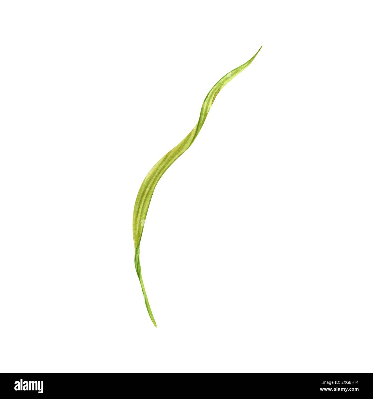 Green grass watercolor illustration. Rice or wheat plant stalk. Asian ...