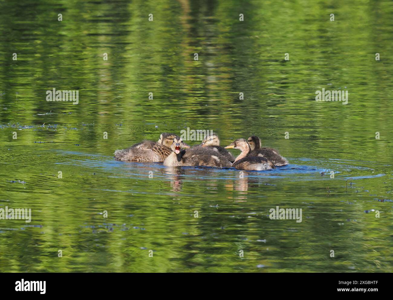 Gadwall are a recent breeding bird in Cheshire where they are ...