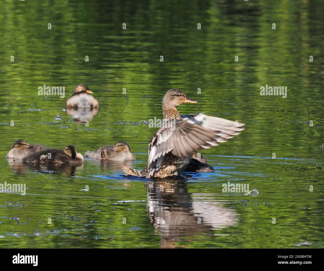 Gadwall are a recent breeding bird in Cheshire where they are ...