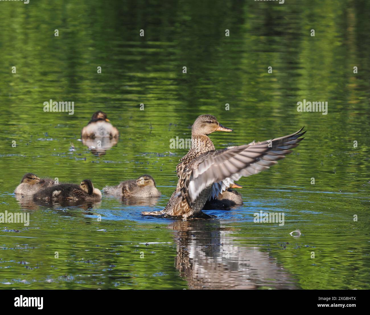 Gadwall are a recent breeding bird in Cheshire where they are ...