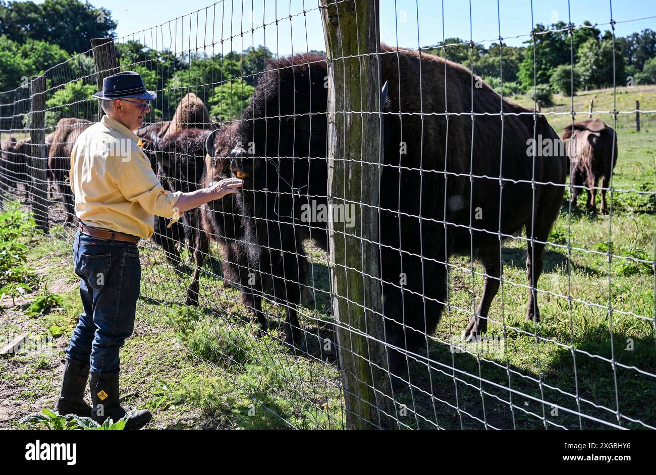 08 July 2024, Brandenburg, Werder/Ot Petzow: On the bison farm, the ...