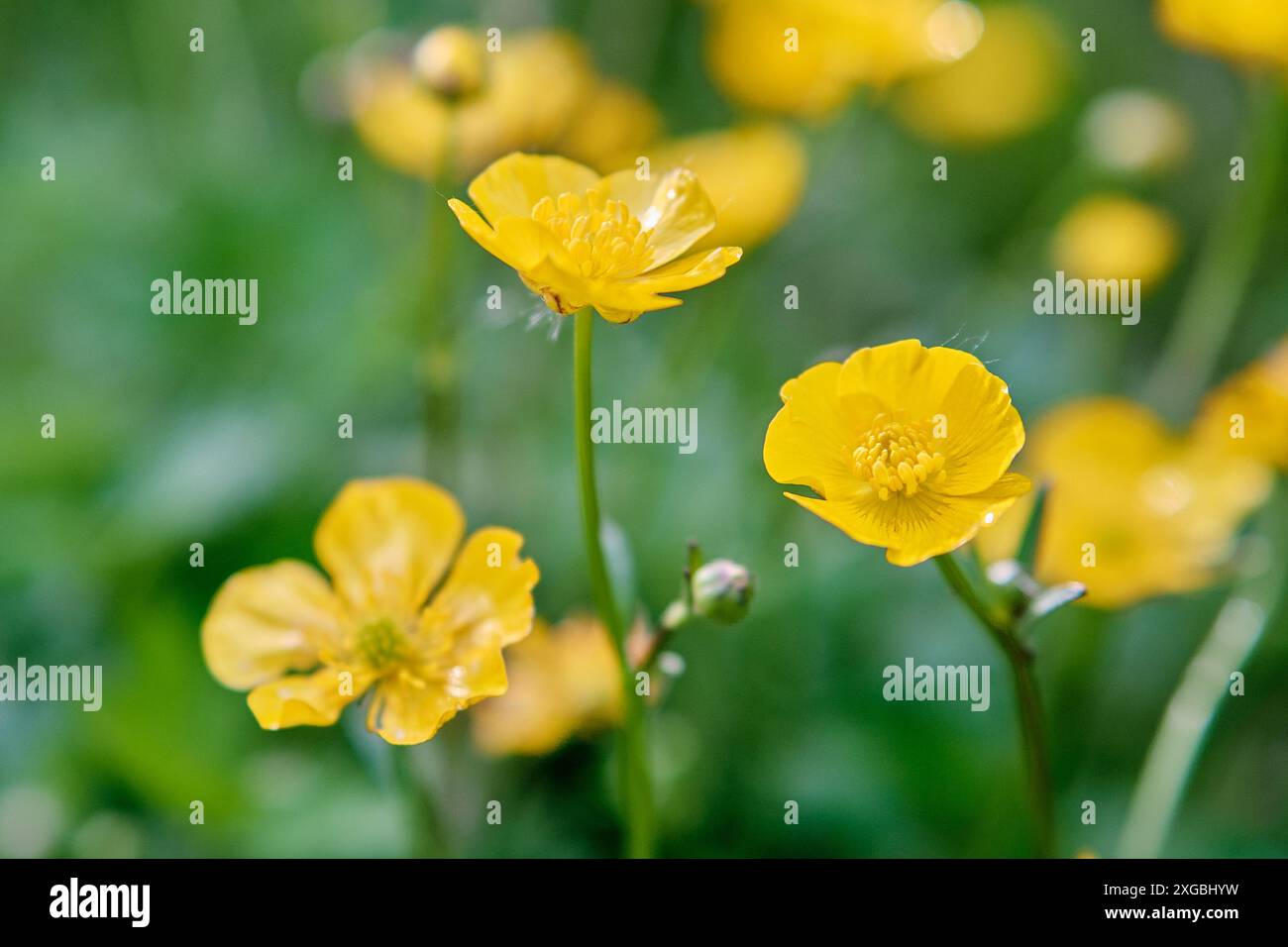 Creeping Buttercup or Ranunculus repens France Stock Photo - Alamy