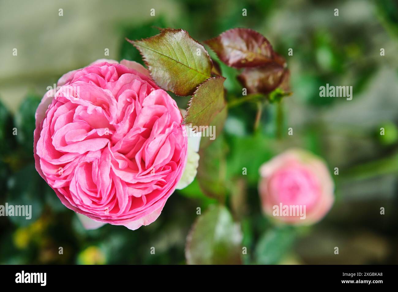 Garden flower rose plant france hi-res stock photography and images - Alamy