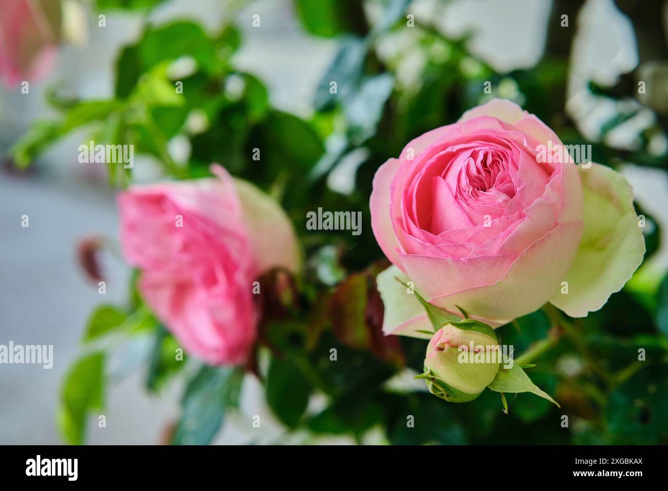 Garden flower rose plant france hi-res stock photography and images - Alamy