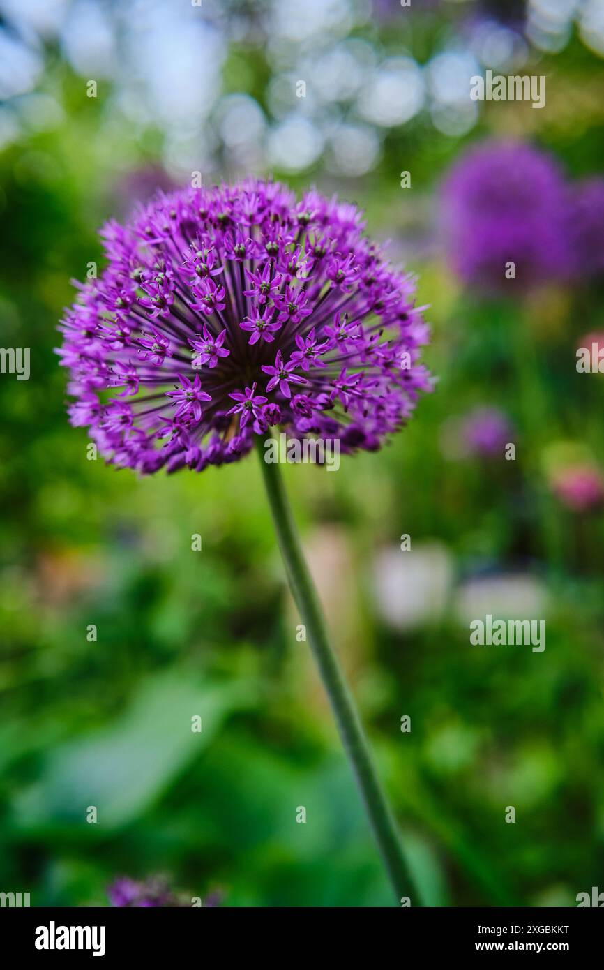 Himalayan giant garlic or Allium giganteum France Stock Photo - Alamy