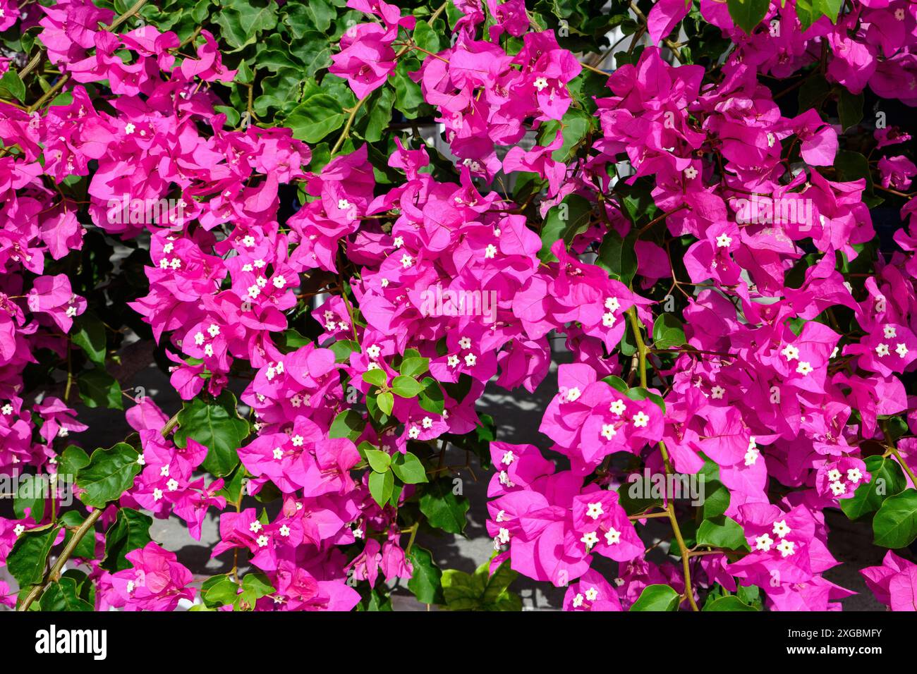 Bougainvillea leaf hi-res stock photography and images - Alamy