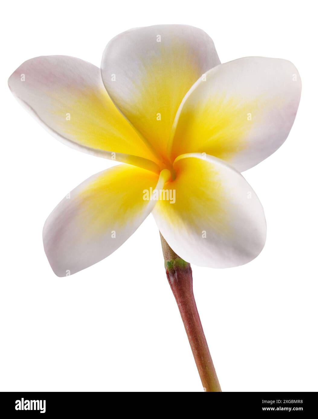 Plumeria flower isolated on white background Stock Photo - Alamy