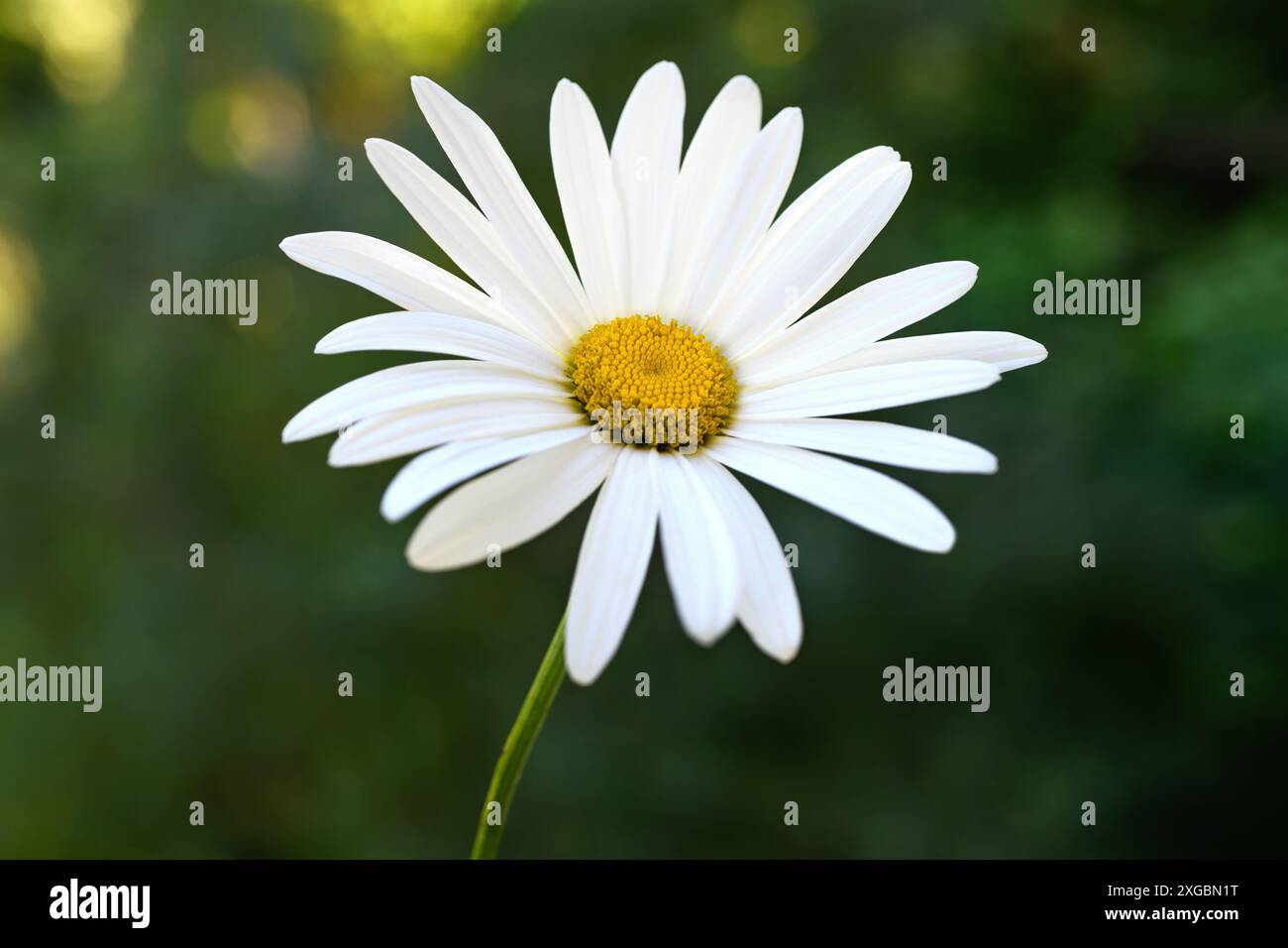 Common white flower hi-res stock photography and images - Alamy