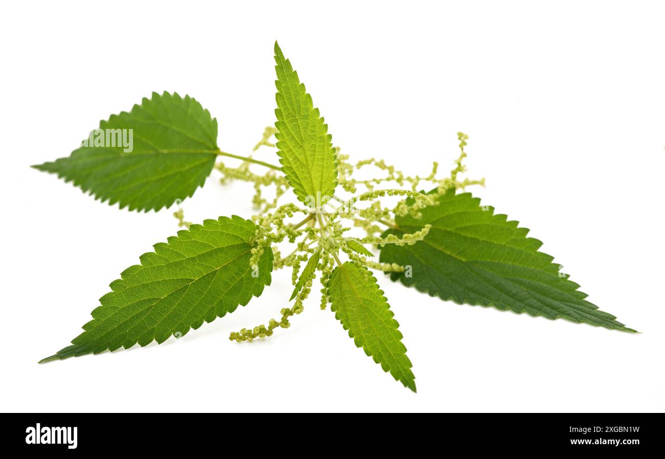 Stinging nettles isolated hi-res stock photography and images - Alamy