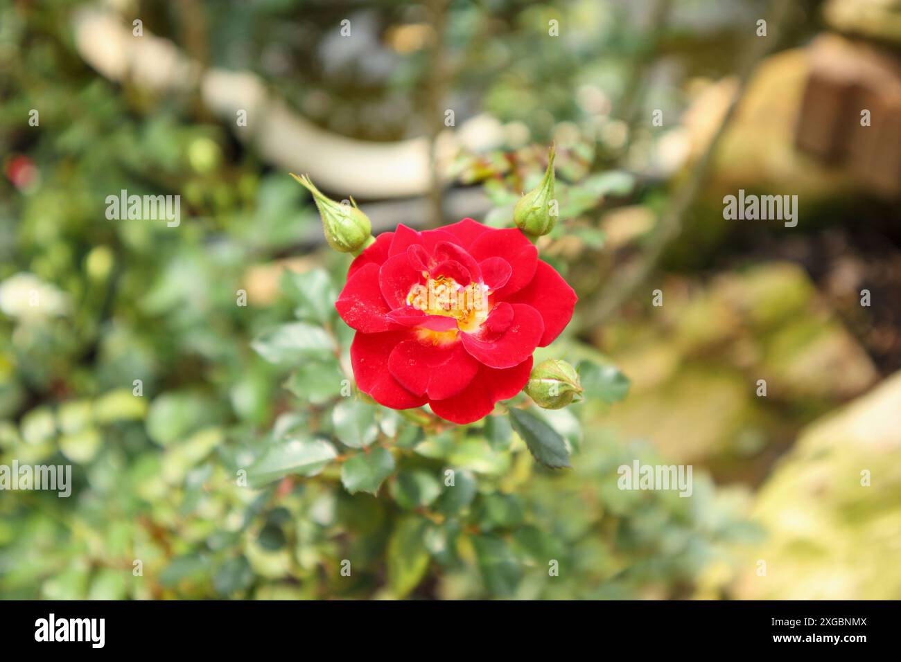 Red wild roses hi-res stock photography and images - Alamy