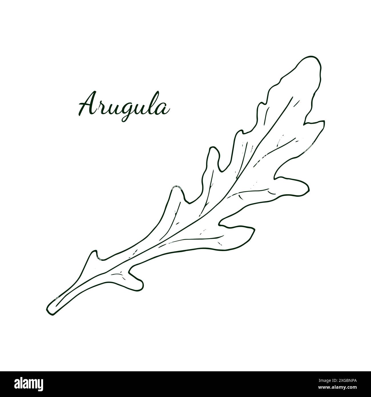 Arugula. Hand-drawn fresh arugula with leaves, isolated on white ...