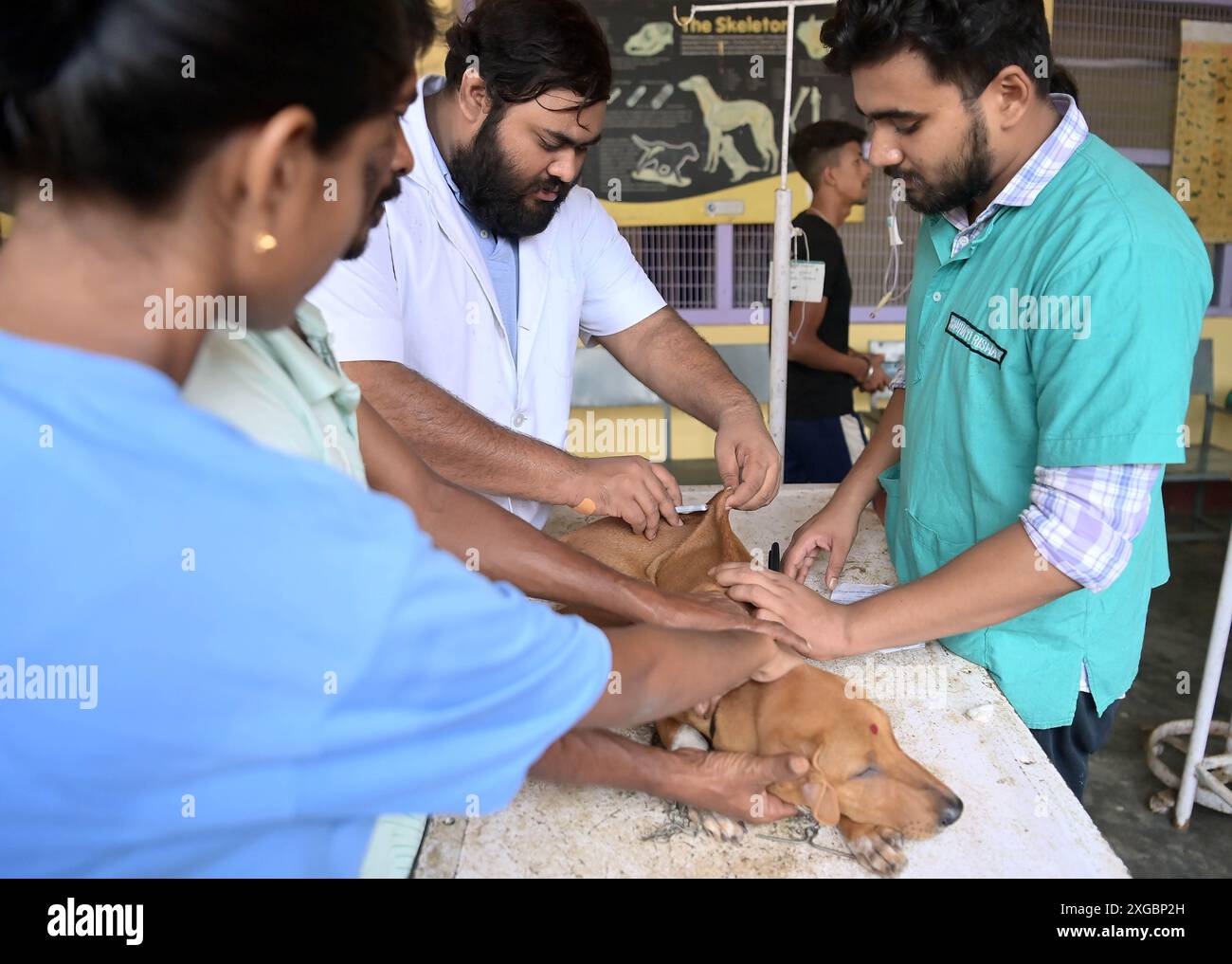 A dog is getting treatment and a vaccination on World Zoonoses Day in ...