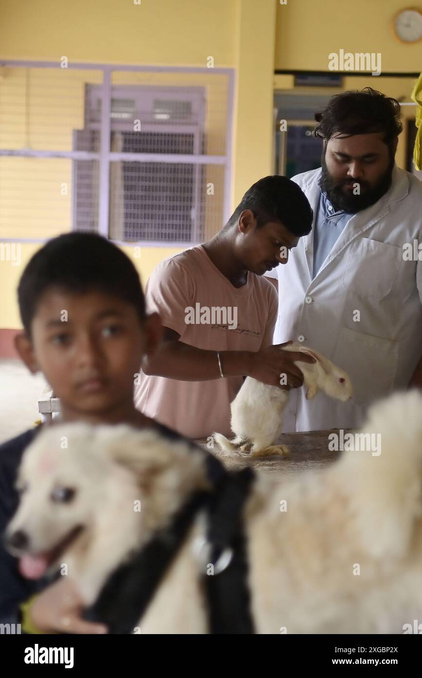 A rabbit is getting treatment and a vaccination on World Zoonoses Day ...