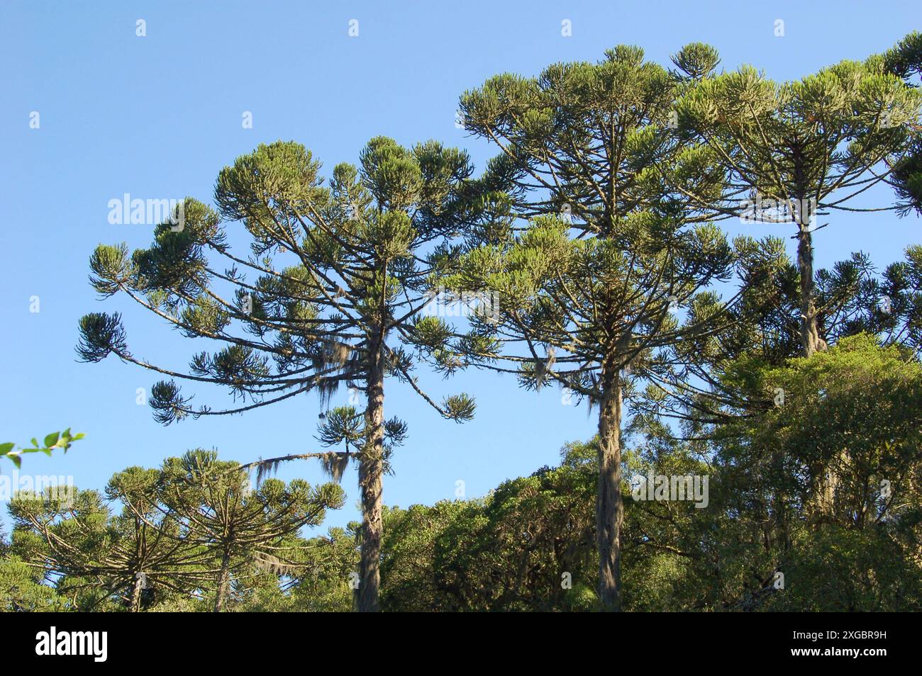 Brazilian pine tree hi-res stock photography and images - Alamy