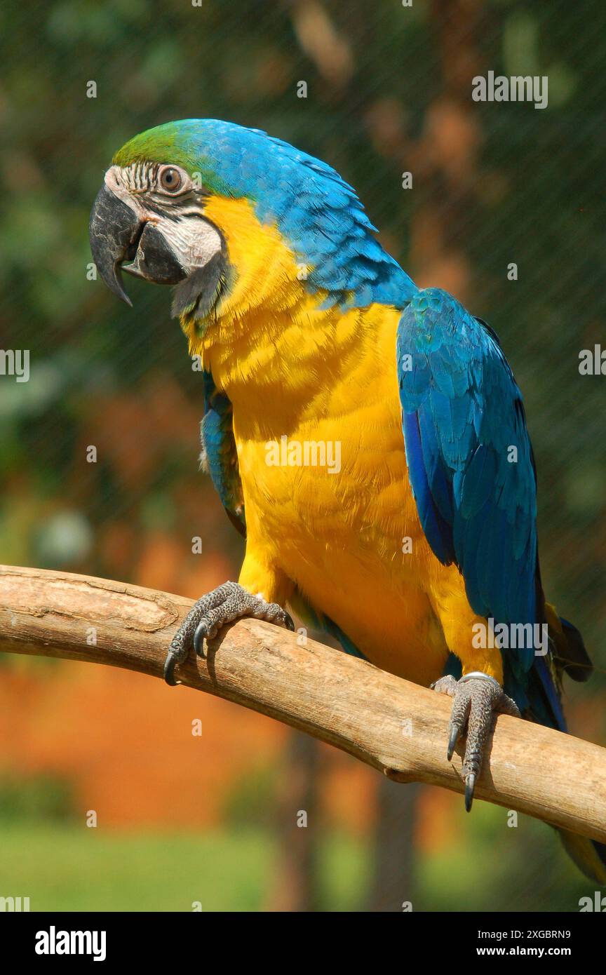 Blue and yellow macaw (Ara ararauna), also known as blue and golden macaw. Brazilian fauna Stock ...