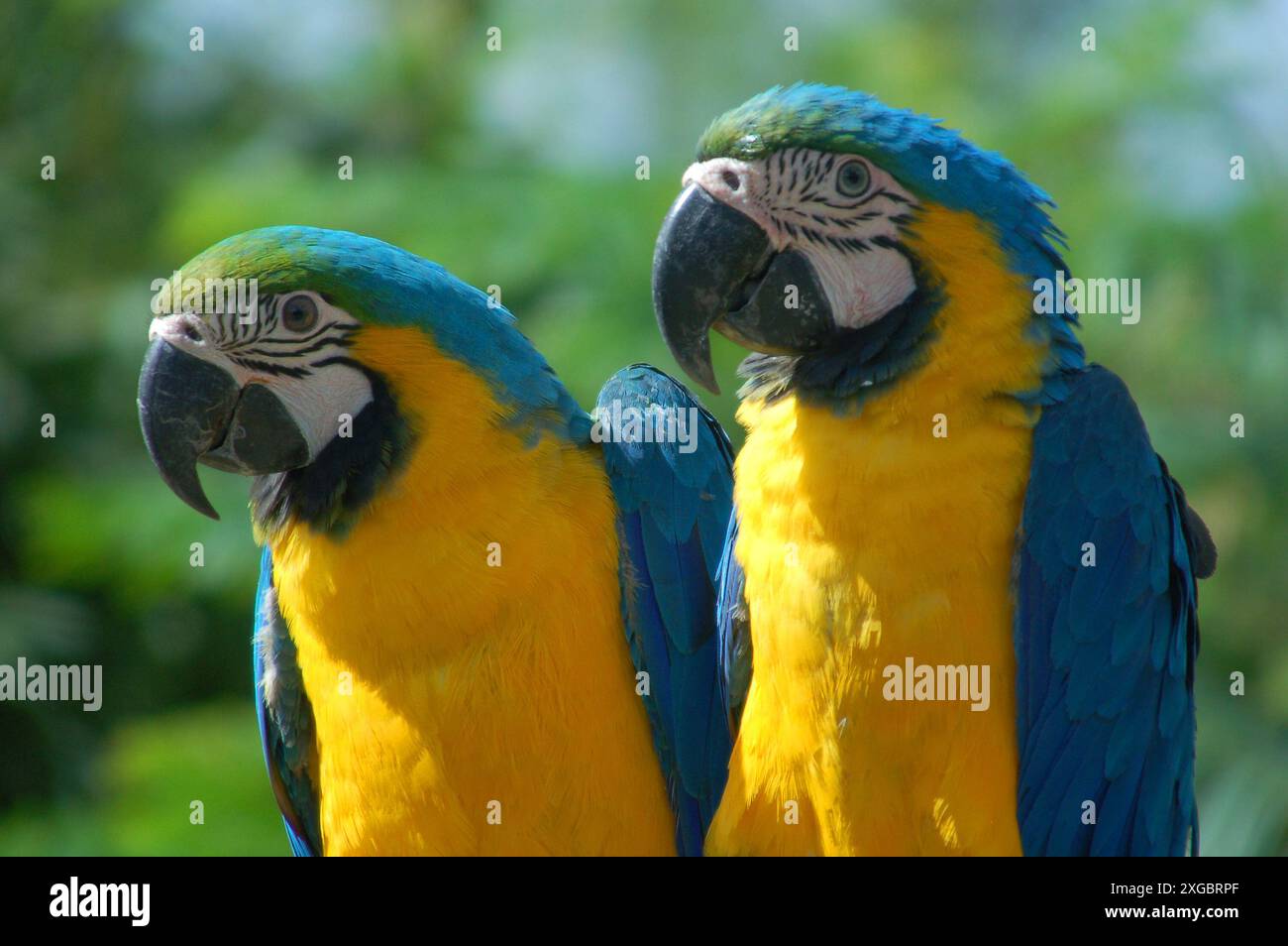 Blue and yellow macaw (Ara ararauna), also known as blue and golden macaw. Brazilian fauna Stock ...