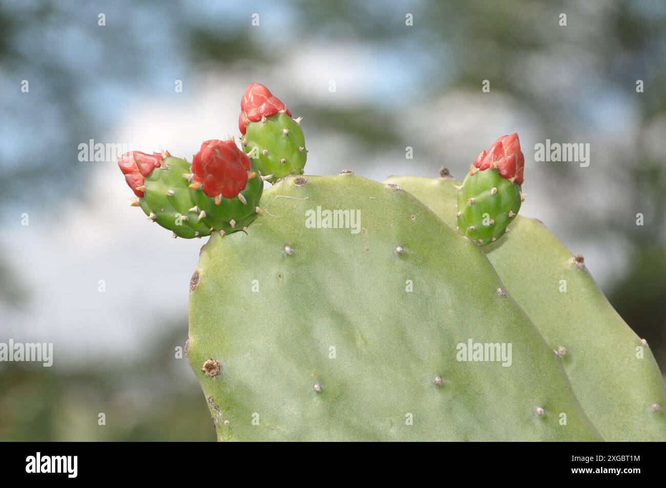 Caatinga brazil hi-res stock photography and images - Alamy