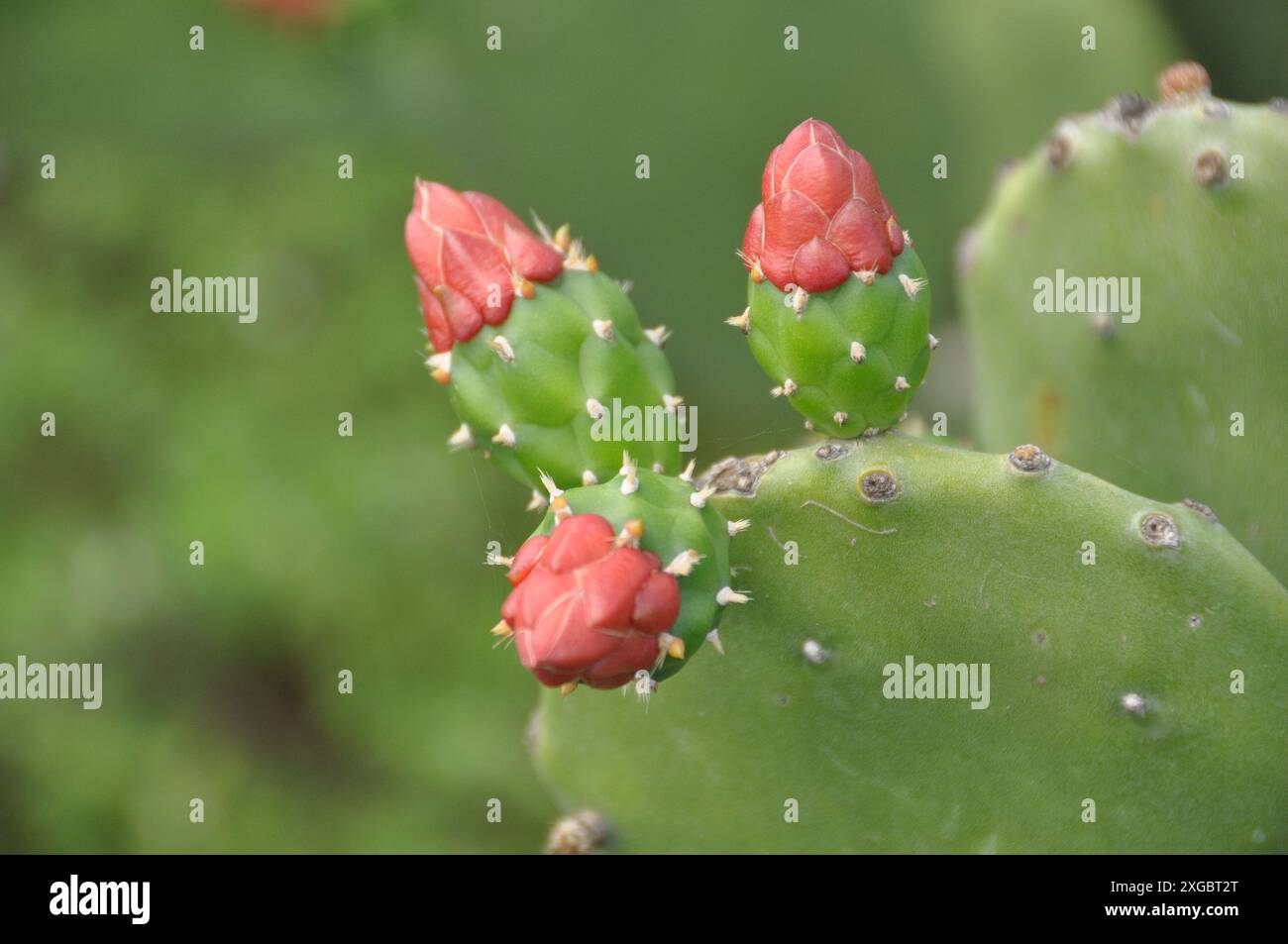 Caatinga brazil hi-res stock photography and images - Alamy