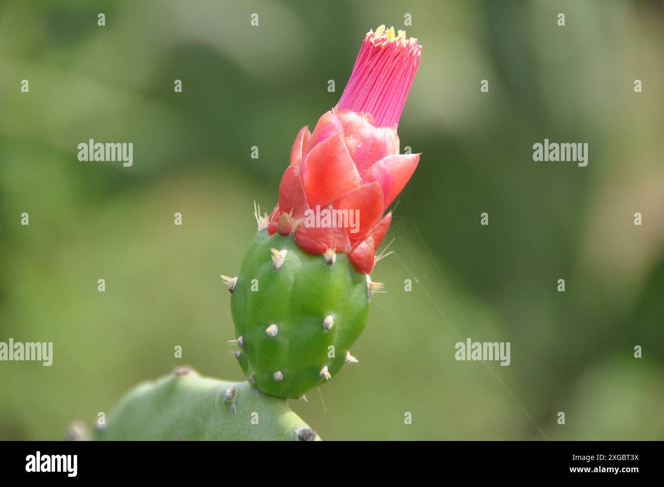 Caatinga brazil hi-res stock photography and images - Alamy