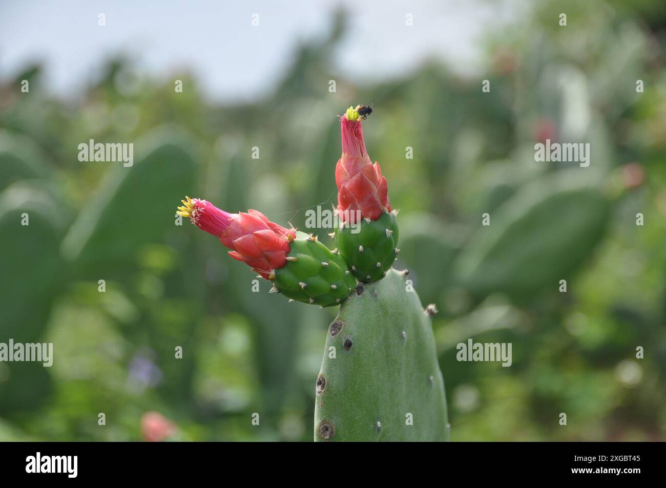 Caatinga brazil hi-res stock photography and images - Alamy