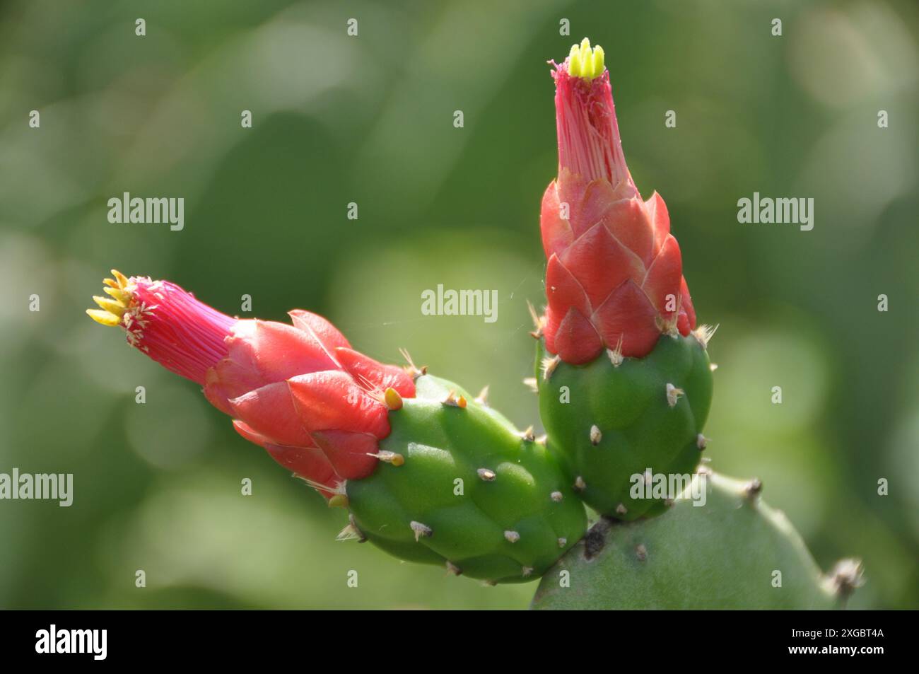 Caatinga brazil hi-res stock photography and images - Alamy