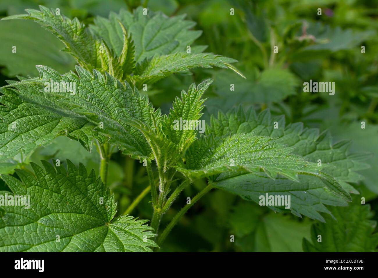 Urtica dioica or stinging nettle, in the garden. Stinging nettle, a ...