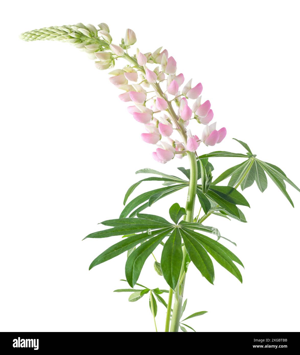 Lupin green background Cut Out Stock Images & Pictures - Alamy