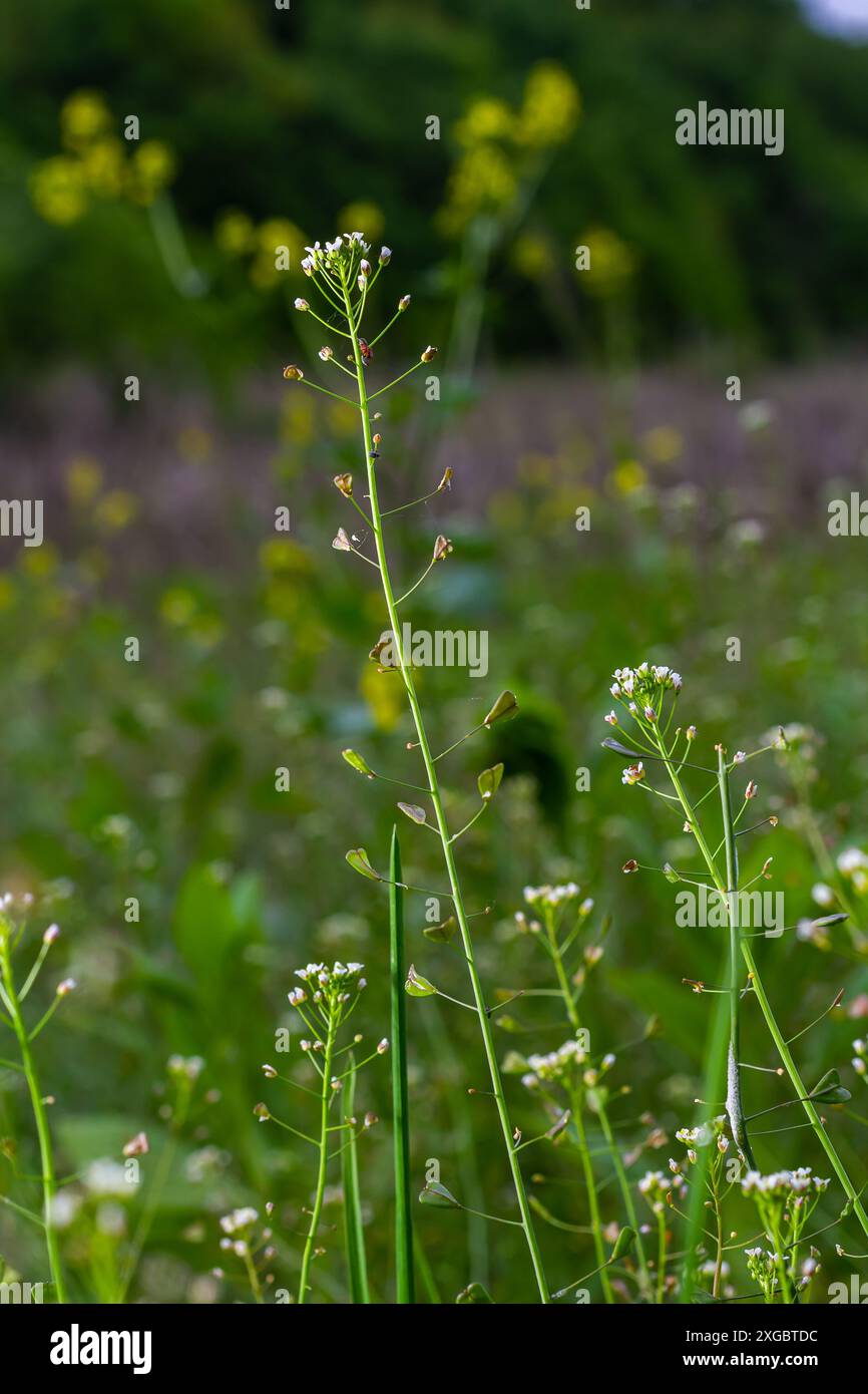 Capsella bursa-pastoris, known as shepherd's bag. Widespread and common ...