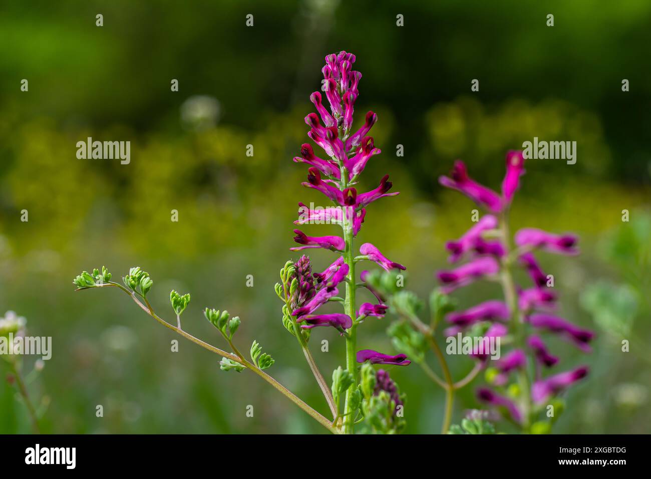 Fumaria officinalis hi-res stock photography and images - Alamy