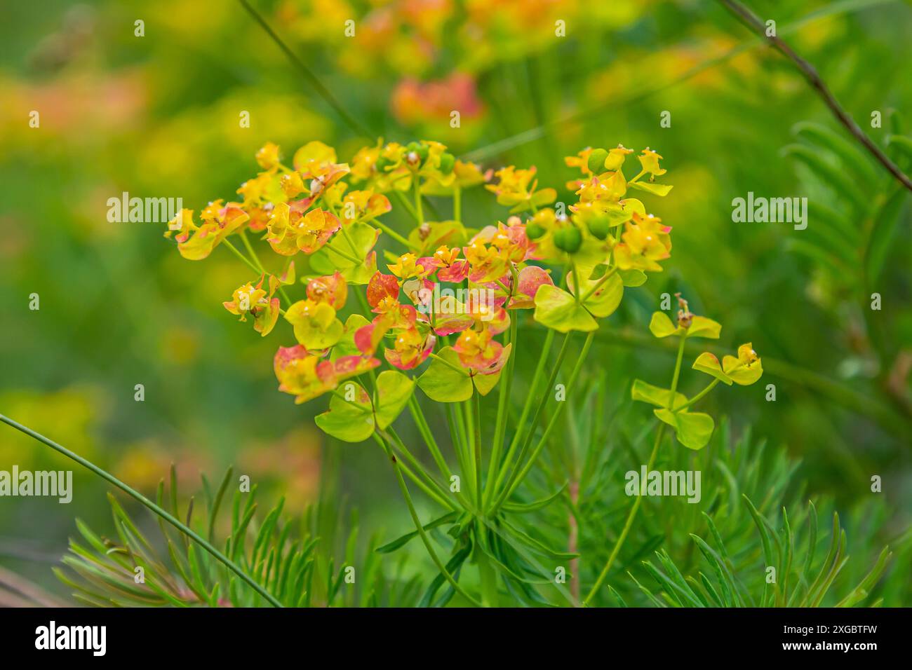 Flowers of a wild toxic plant Euphorbia cyparissias or cypress spurge ...
