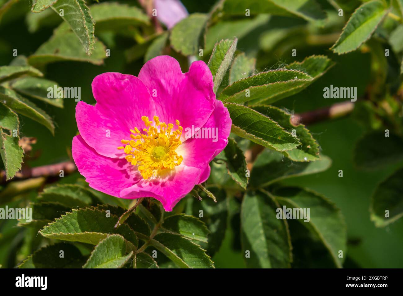 Dog rose, Rosa canina, is an important medicinal plant with pink or ...