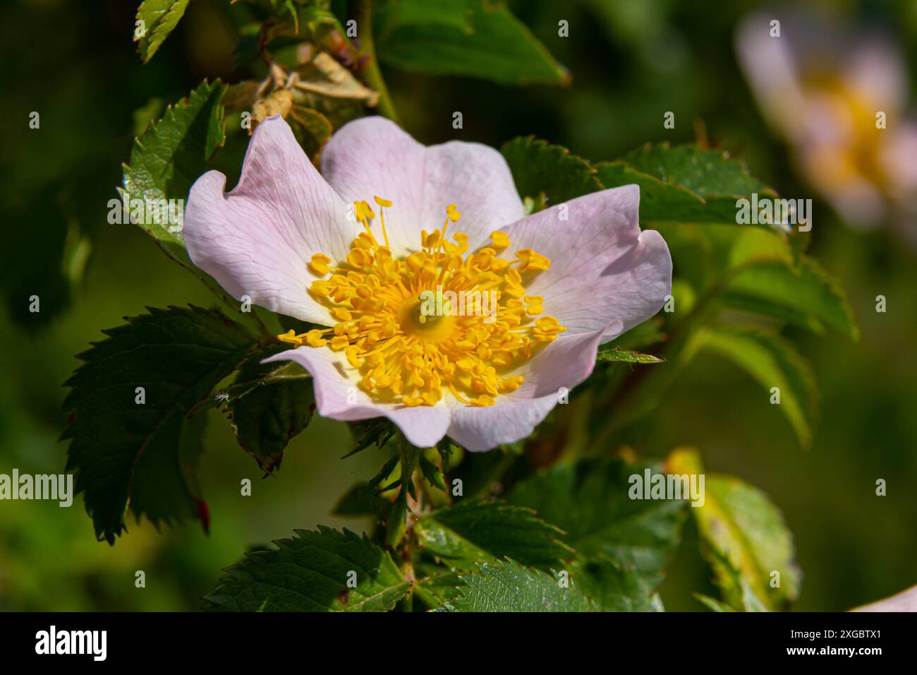 Dog rose, Rosa canina, is an important medicinal plant with pink or ...