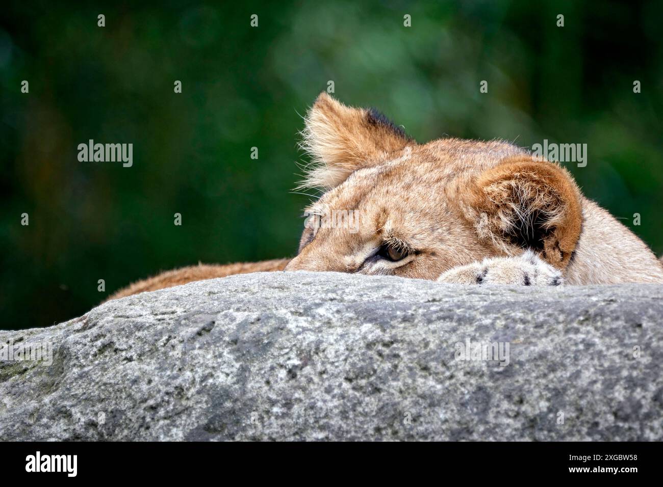 Löwe Panthera leo . Löwe Panthera leo im Zoo Leipzig. 20240605MIC1062 ...